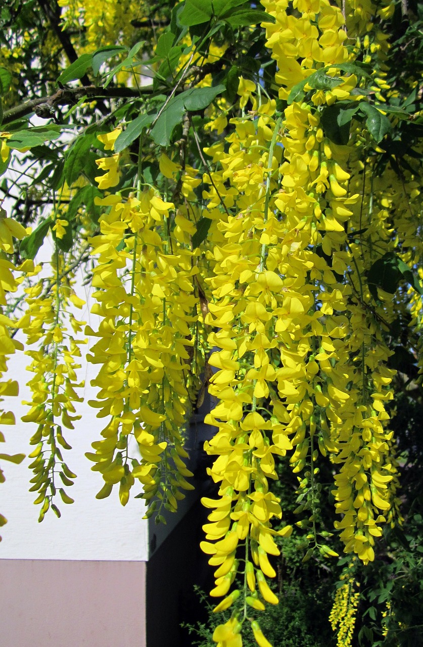 Laburnum Tree Golden - Free photo on Pixabay - Pixabay