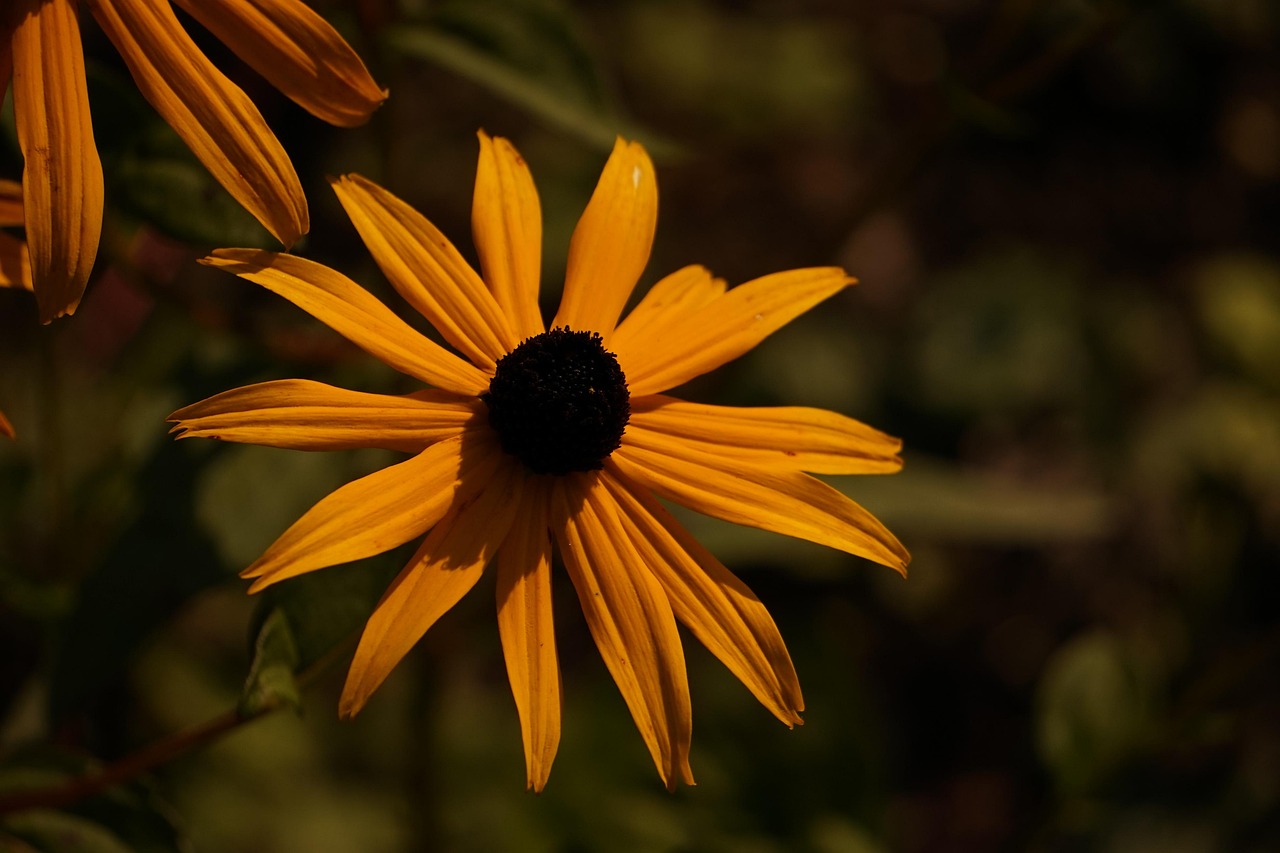 Blossom Bloom Close Up - Free photo on Pixabay - Pixabay