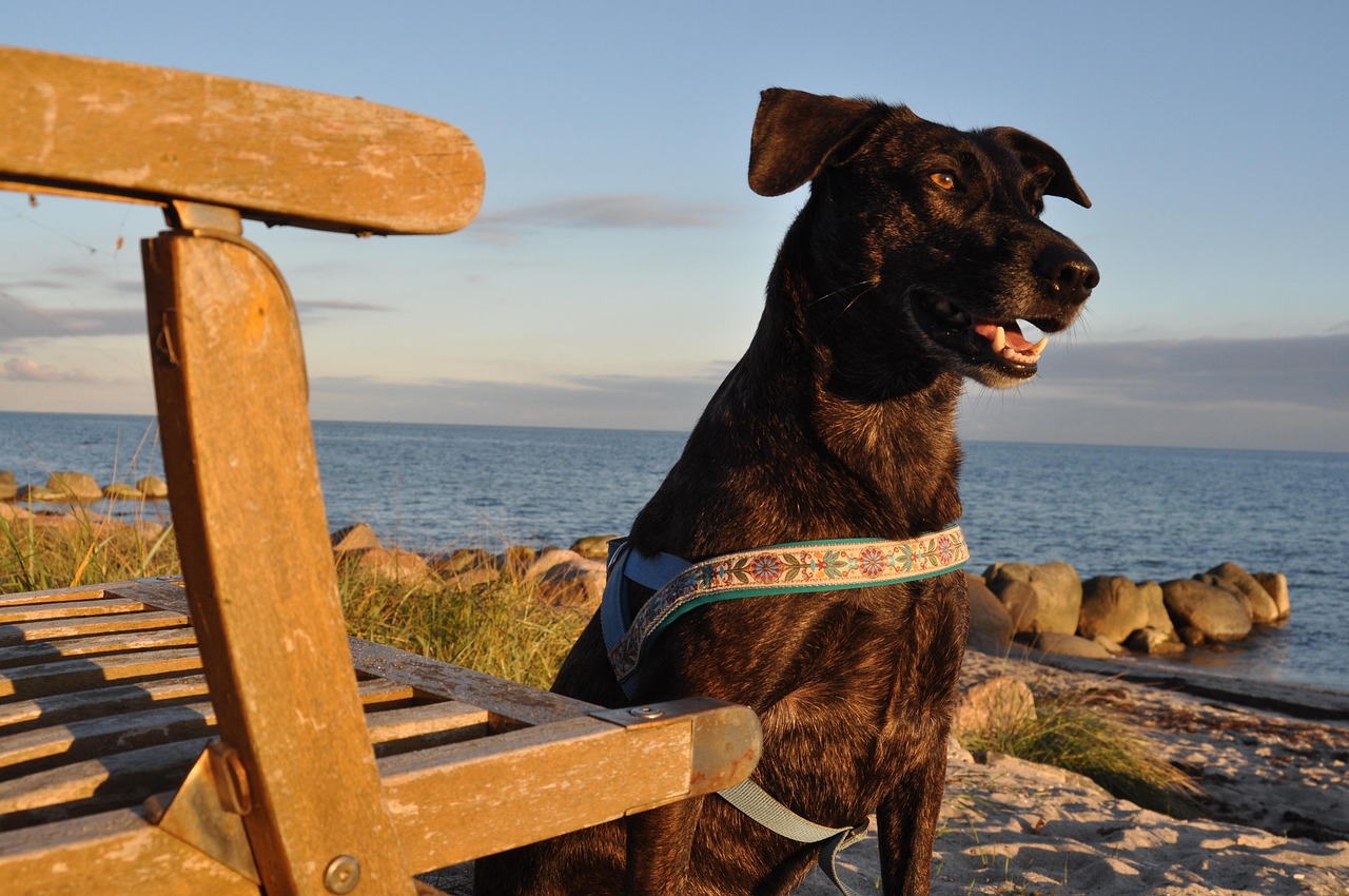 100+ Free Dogs On Beach & Beach Images - Pixabay