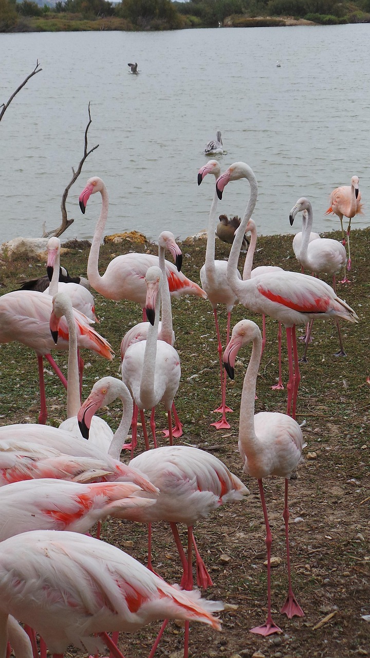Flamingo African Reserve Sigean - Free photo on Pixabay - Pixabay