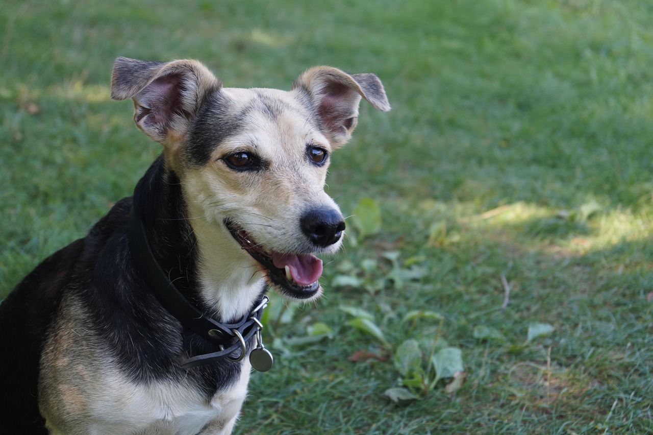 Perro Feliz Mezcla - Foto gratis en Pixabay - Pixabay