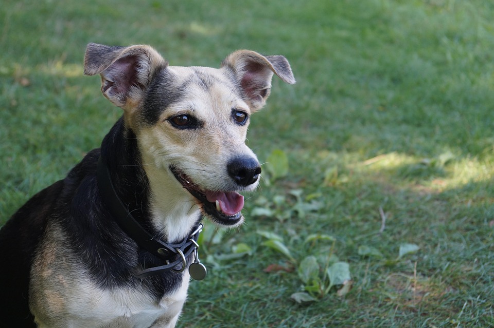 Blije Hond Mengen - Gratis foto op Pixabay - Pixabay
