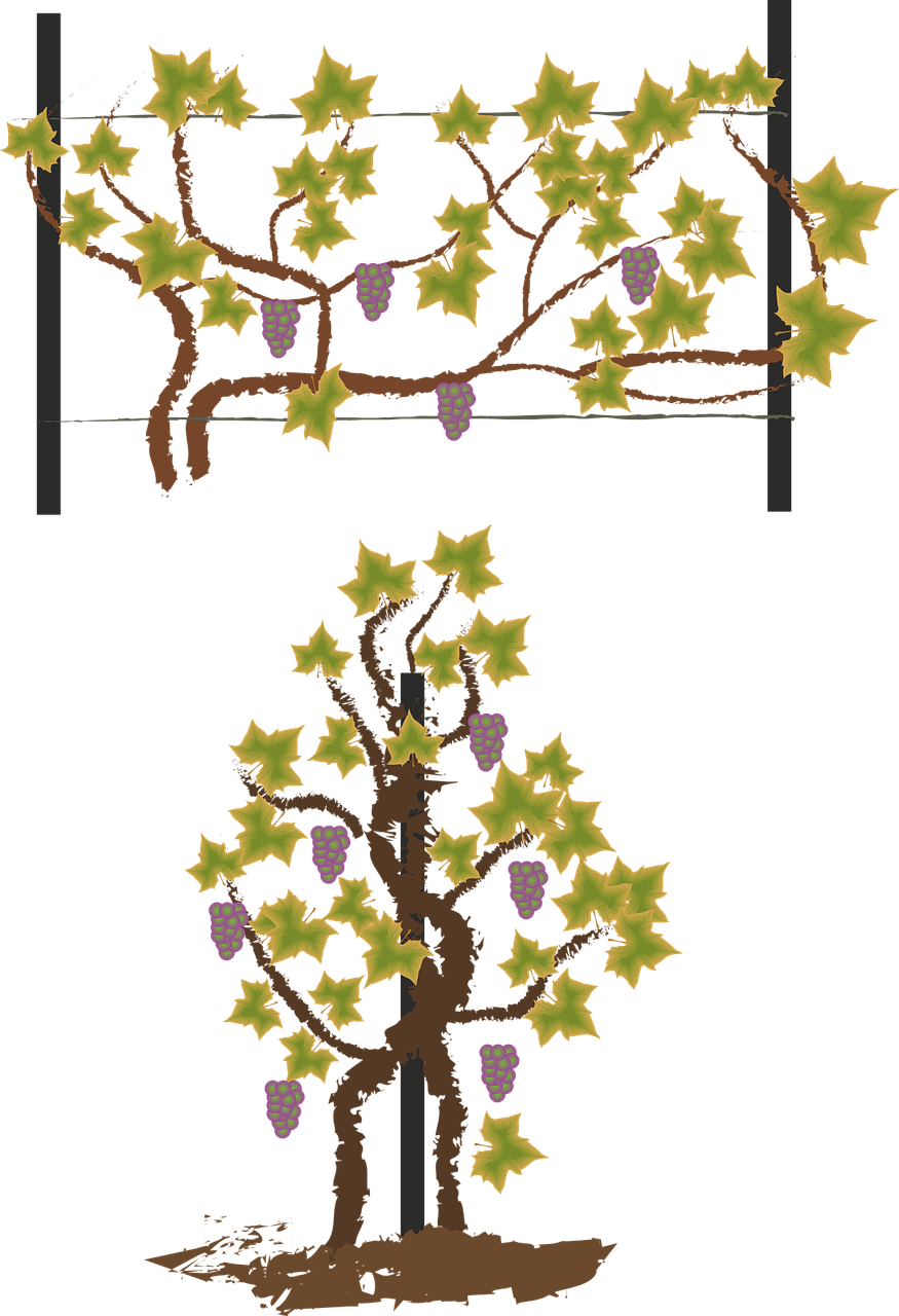 Free Grapes Vector Art - Download 206+ Grapes Icons & Graphics - Pixabay