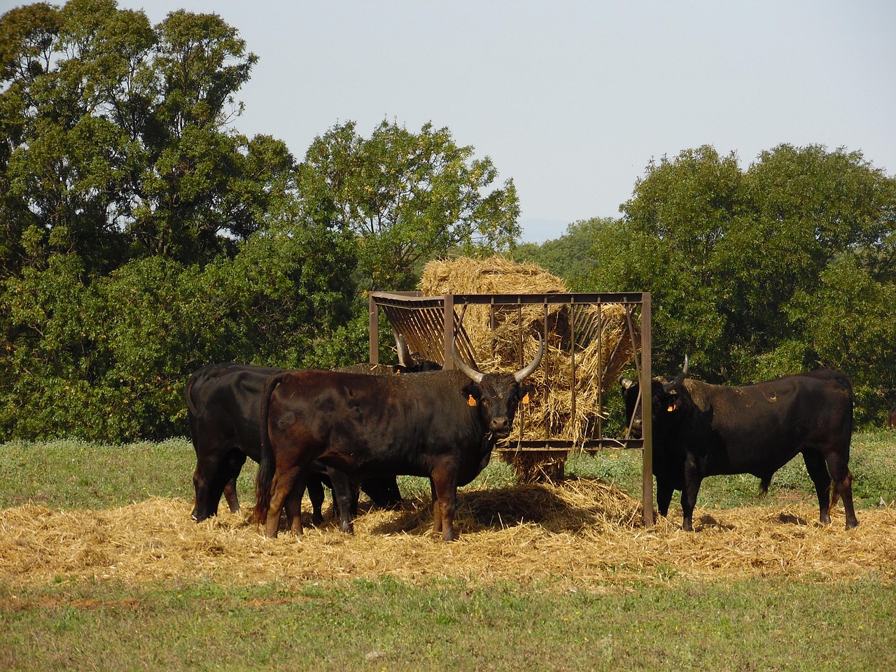 Bulls Hay Eat - Free photo on Pixabay - Pixabay