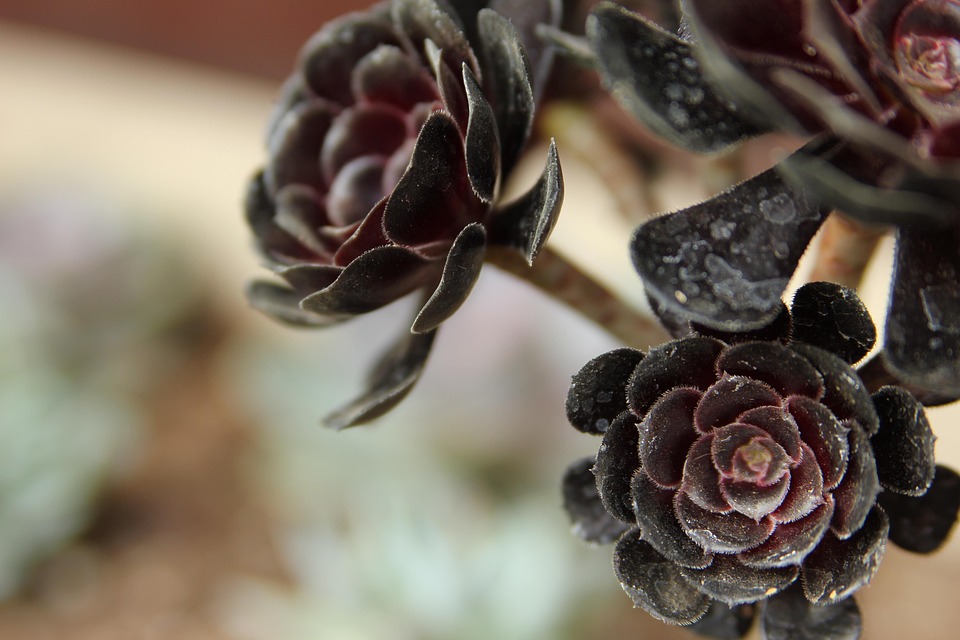 Vetplanten Bloem Plantaardige - Gratis foto op Pixabay