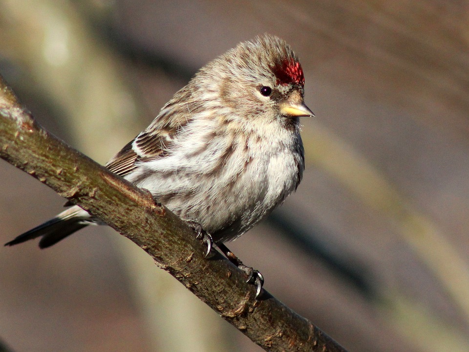 Redpoll Finch Bird - Free photo on Pixabay - Pixabay