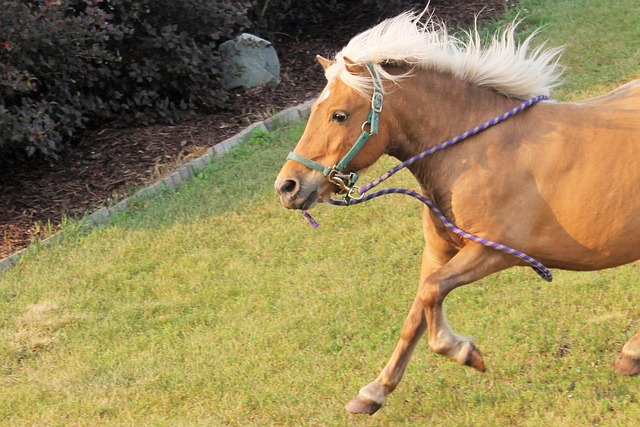Horse Pony Animal - Free photo on Pixabay - Pixabay