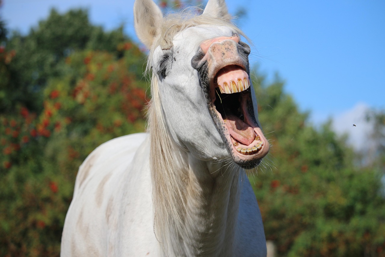 Página 2 - Más de 2 000 imágenes gratis de Semental y Caballo - Pixabay