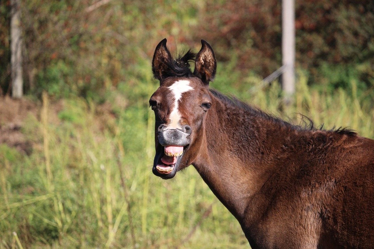 Horse Foal Yawning Brown - Free photo on Pixabay - Pixabay