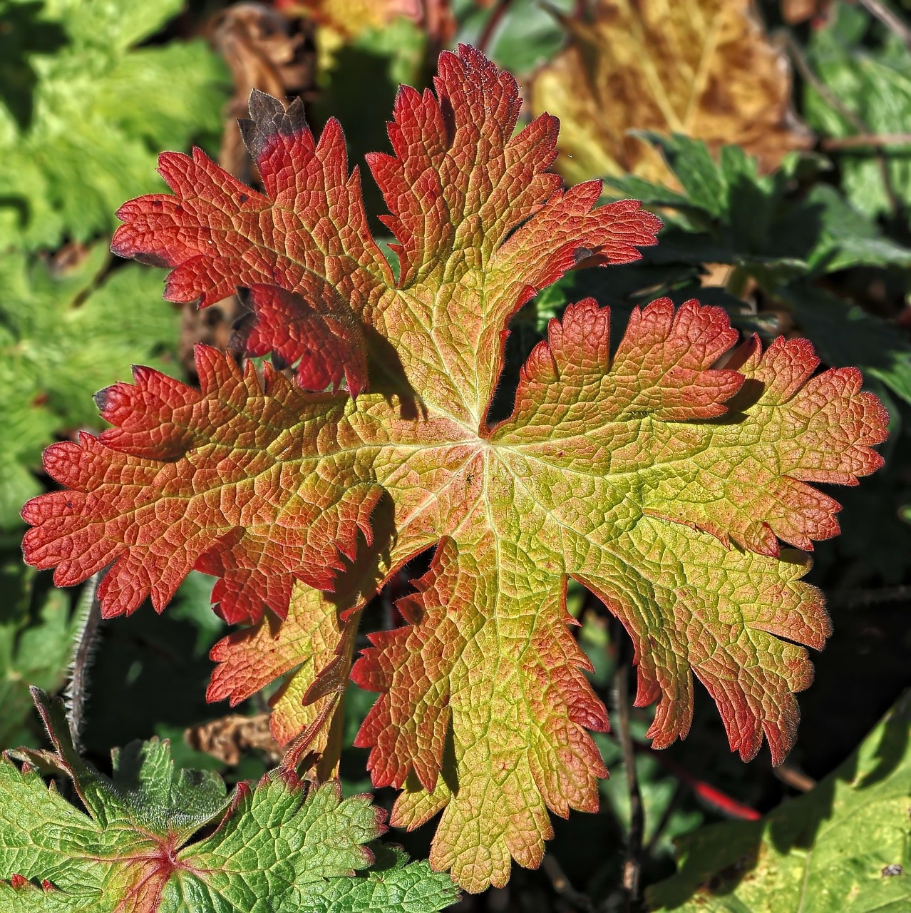 Fall Autumn Colors Autumnal - Free photo on Pixabay