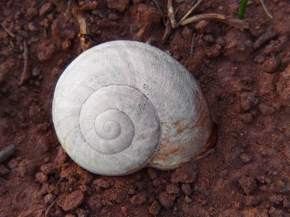 Snail White Spiral - Free photo on Pixabay - Pixabay