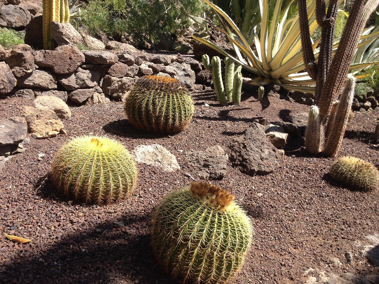 Cactus Nature - Free photo on Pixabay