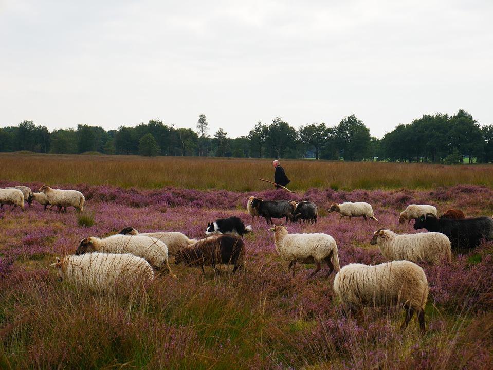 Schaap Schapen Herder - Gratis foto op Pixabay - Pixabay