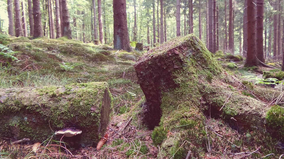 Forêt Lisière De La Léger - Photo gratuite sur Pixabay