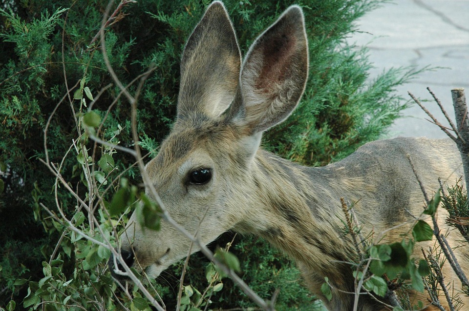 Deer Wildlife Nature - Free photo on Pixabay - Pixabay