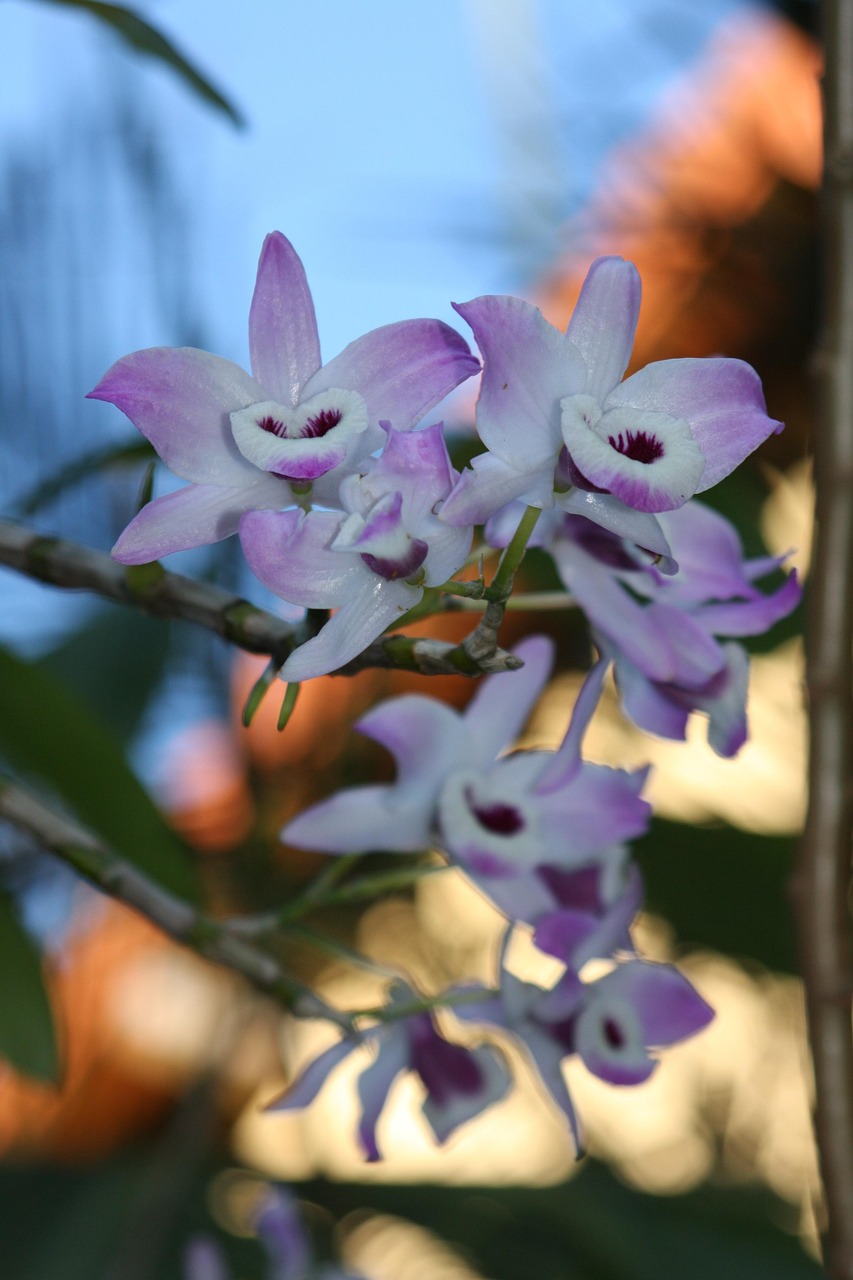 Orchids Nature Fantastic Color - Free photo on Pixabay - Pixabay