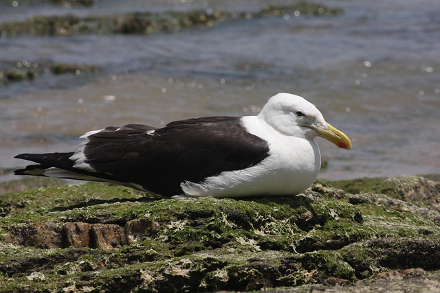 Nature Birds Seagull - Free photo on Pixabay