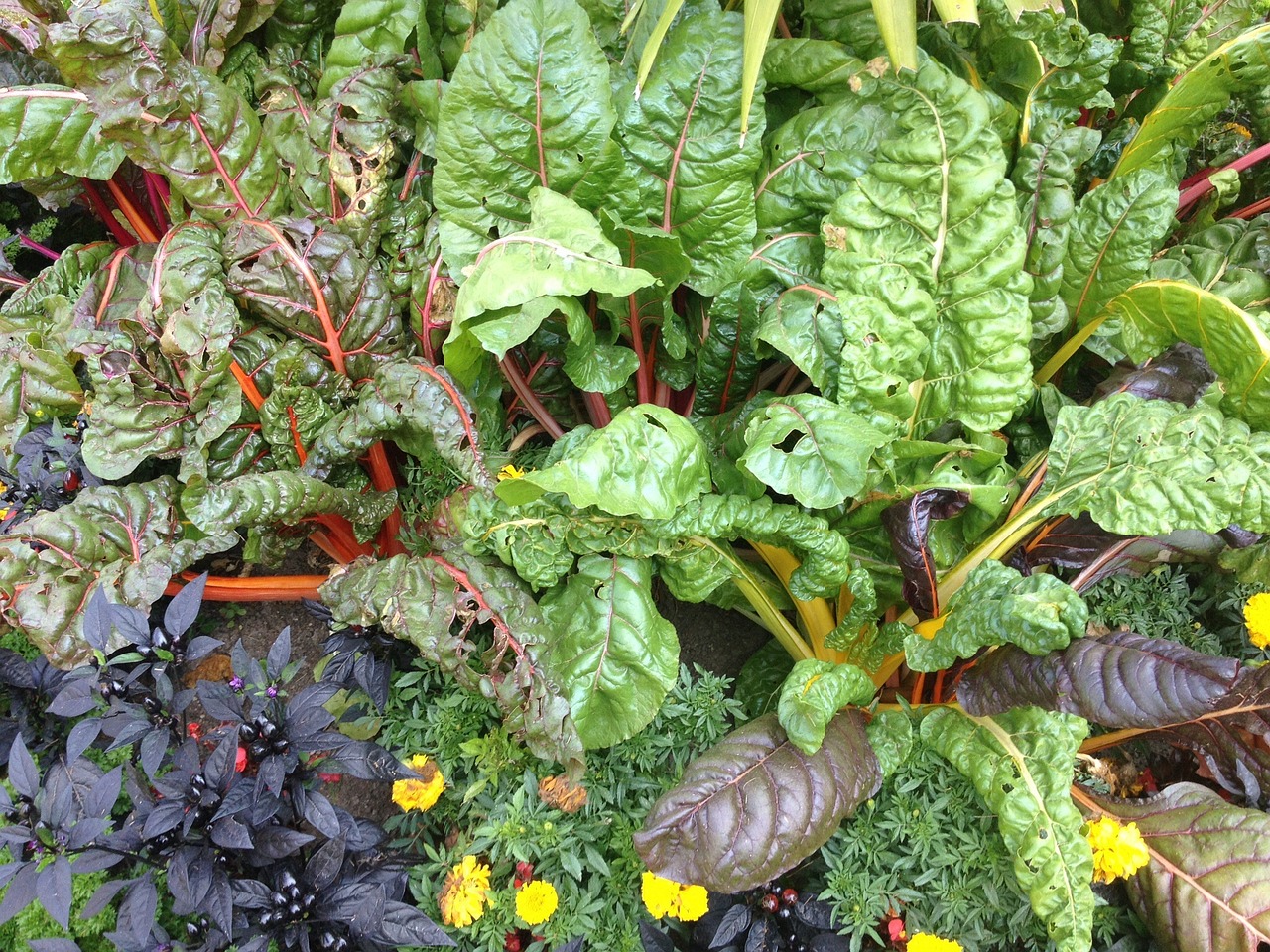 Plants Vegetables - Free photo on Pixabay - Pixabay