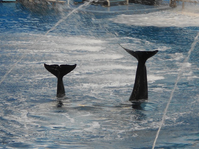 Whale Tail Shamu Water - Free photo on Pixabay - Pixabay