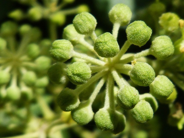 Flor Perspectiva Verde - Foto gratis en Pixabay - Pixabay