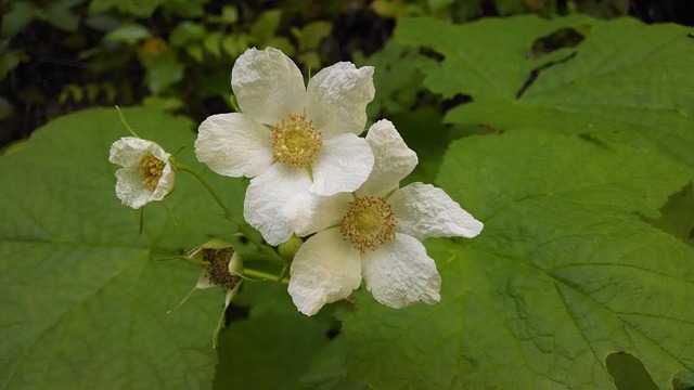 Flor Branco Verde - Foto gratuita no Pixabay - Pixabay
