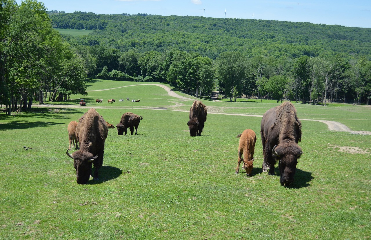 Landscape Buffalo Bison Free Photo On Pixabay