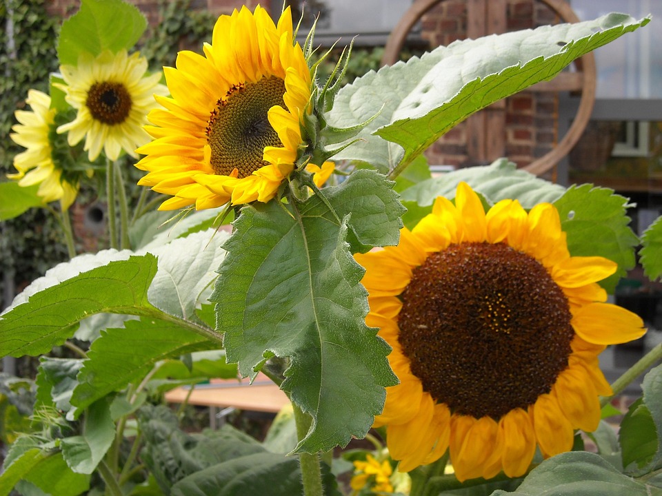 Sunflowers Yellow Flowers Nature Free Photo On Pixabay Pixabay