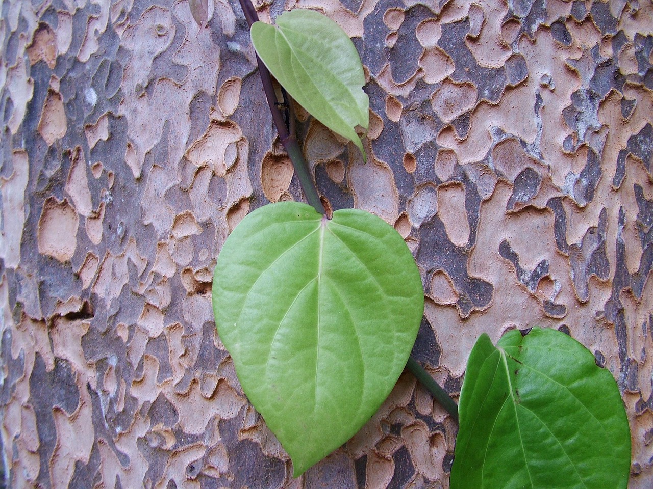Nature Trunk Sheets Tree - Free photo on Pixabay - Pixabay
