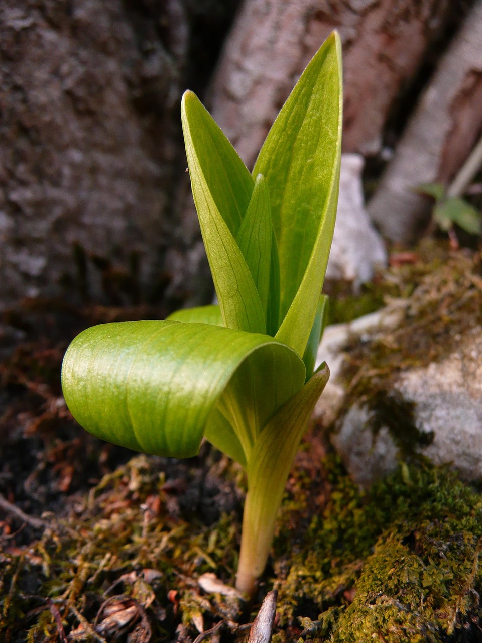 Spring Growth New Beginning - Free photo on Pixabay - Pixabay