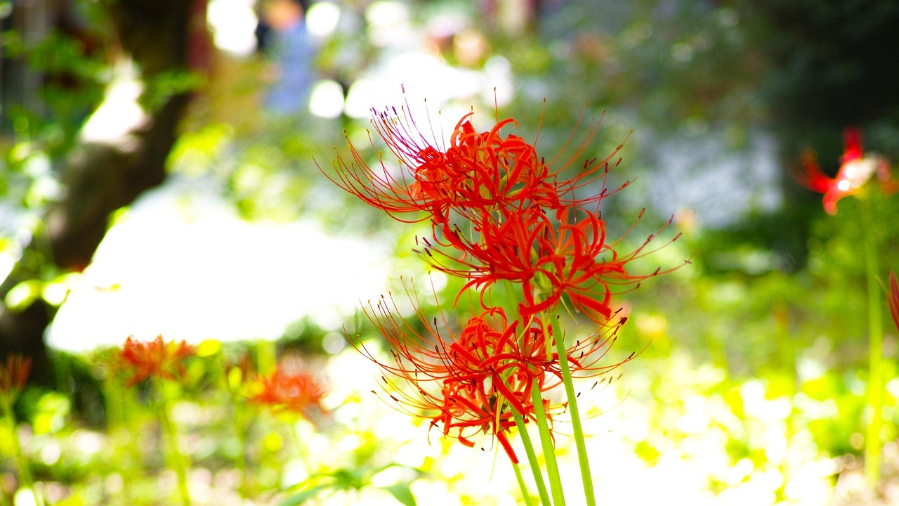 20+ Free Simile & Similization Images - Pixabay