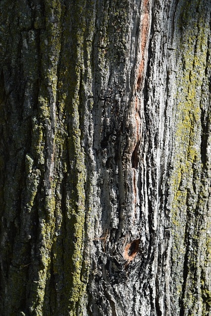 Bark Tree Nature - Free photo on Pixabay - Pixabay