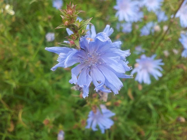 Chicoree Bilder - Kostenlose Bilder herunterladen - Pixabay
