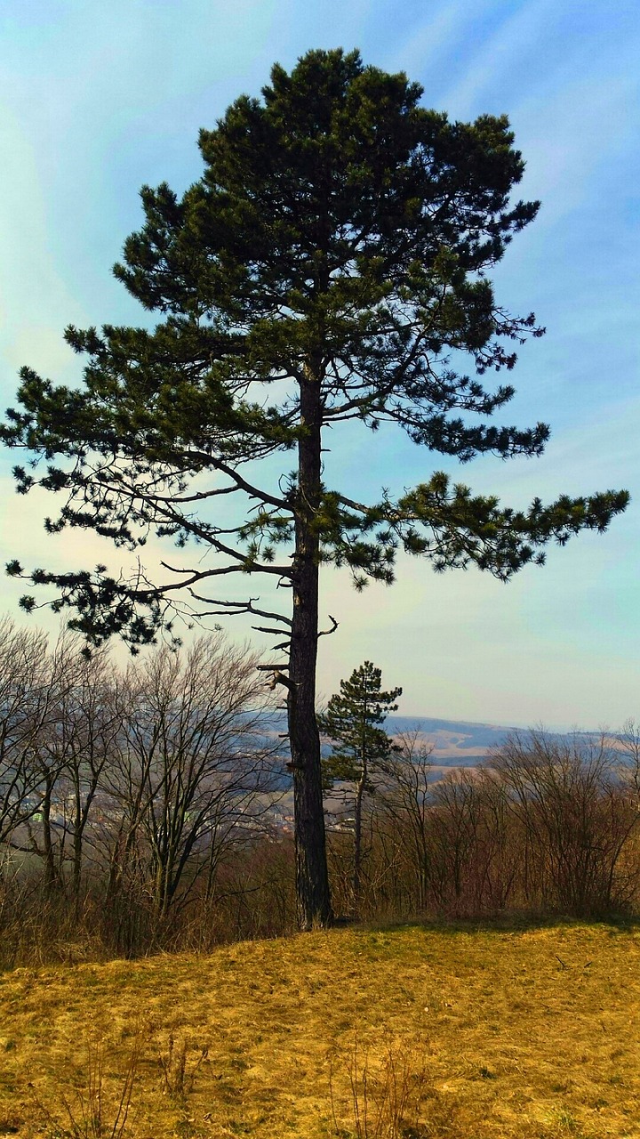 Coniferous A Tree The Sky Parking - Free photo on Pixabay - Pixabay