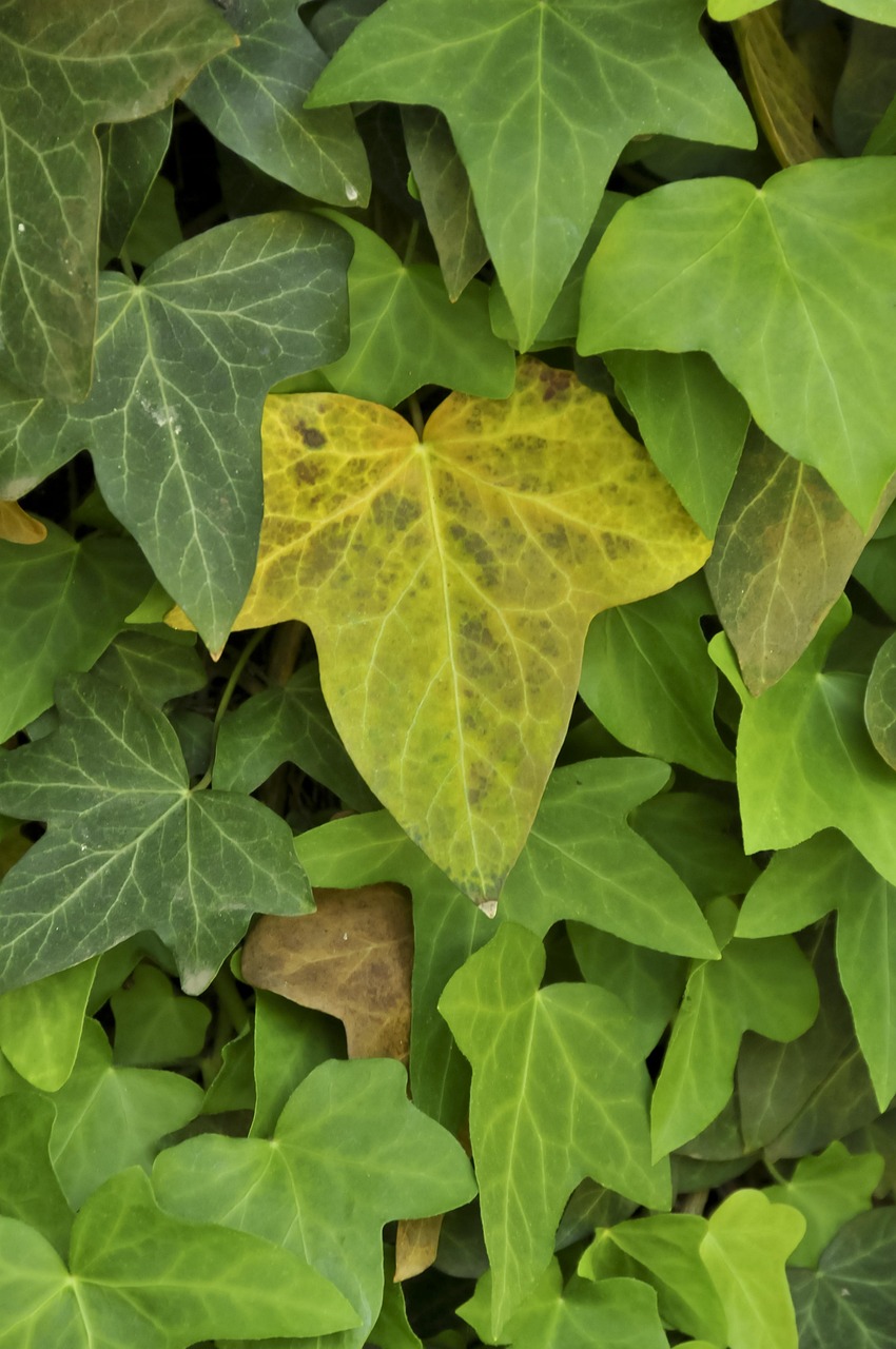 Beginning Of Fall Leaves - Free photo on Pixabay - Pixabay