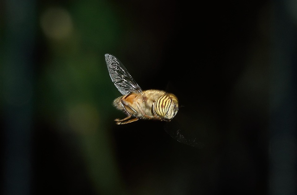 Diptera Sirf Eristalinus - Pixabay'de ücretsiz fotoğraf - Pixabay