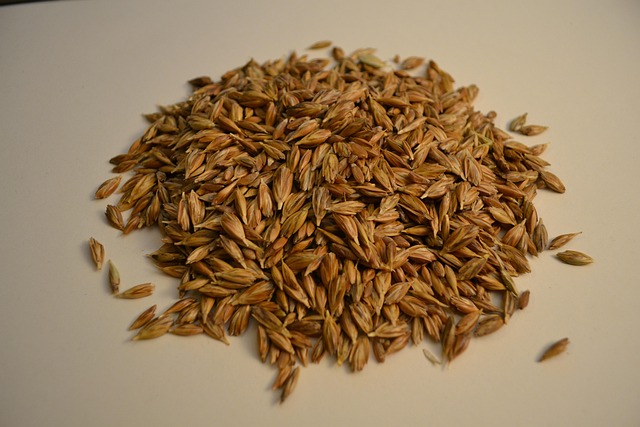 Emmer Wheat Grains - Free photo on Pixabay - Pixabay