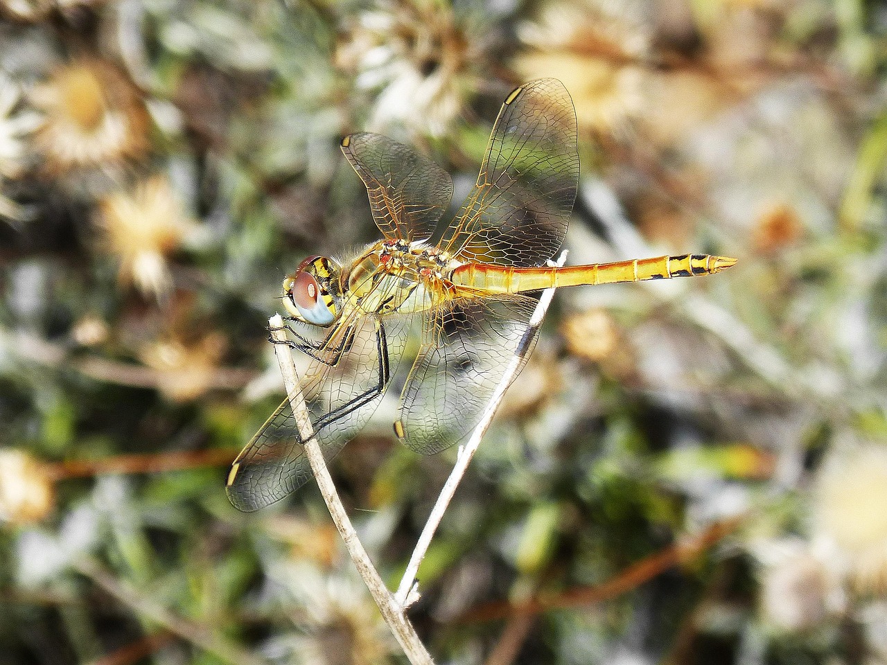 Libelle Insekt Farben - Kostenloses Foto auf Pixabay - Pixabay