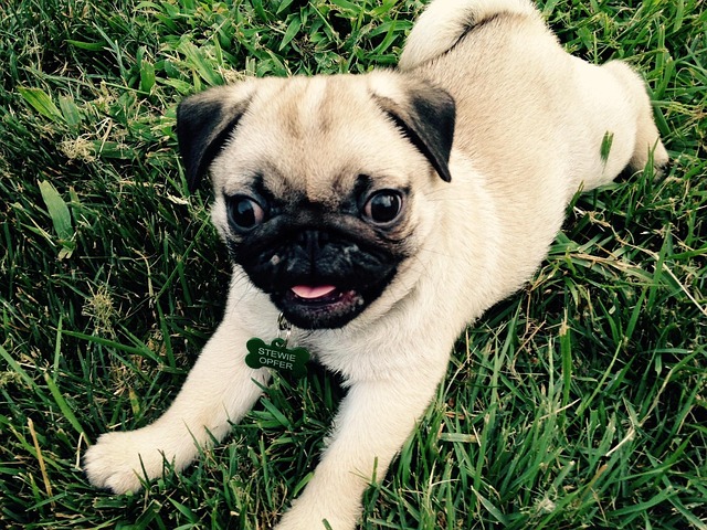 Puppy Pug Cute - Free photo on Pixabay - Pixabay