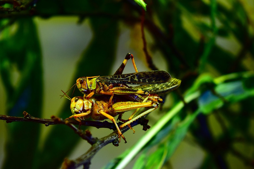 Migratory Locust Wolf Down Insect - Free photo on Pixabay