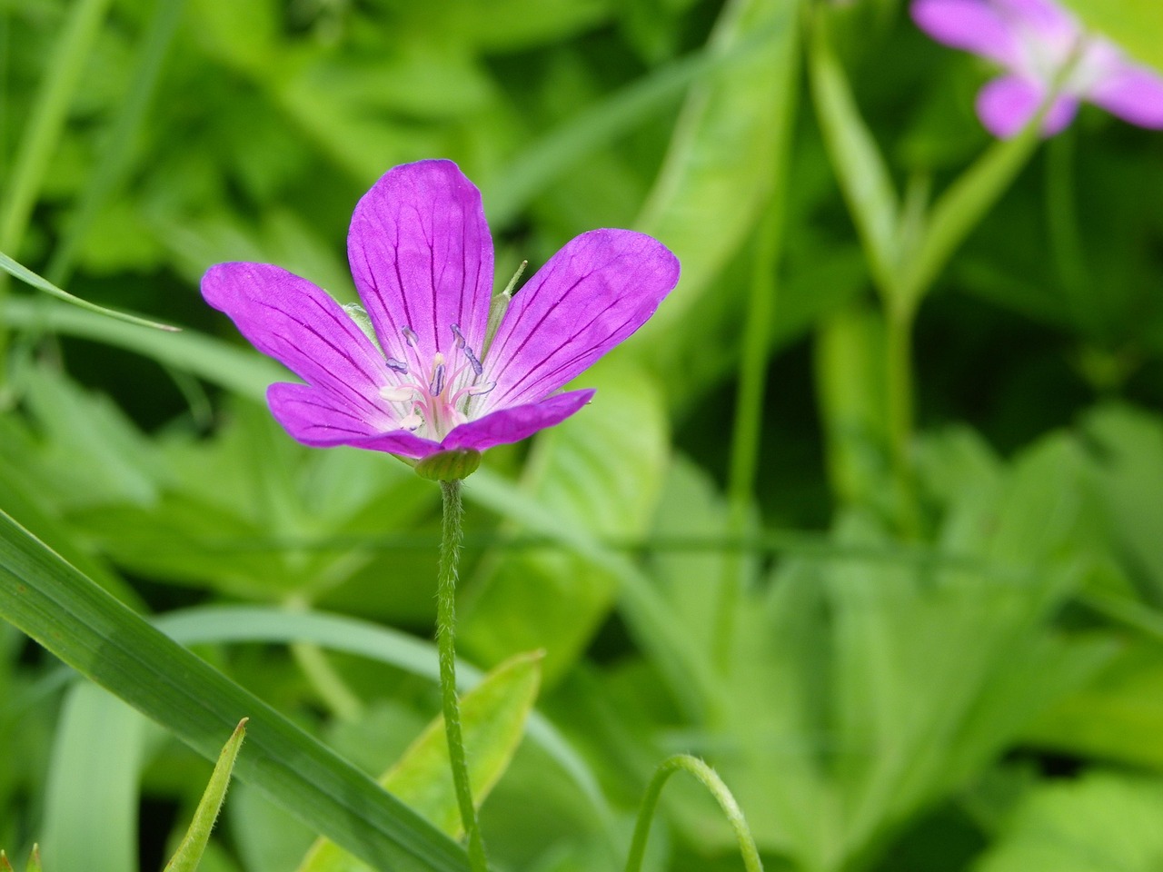 Field Tares Meadow Grass - Free photo on Pixabay - Pixabay