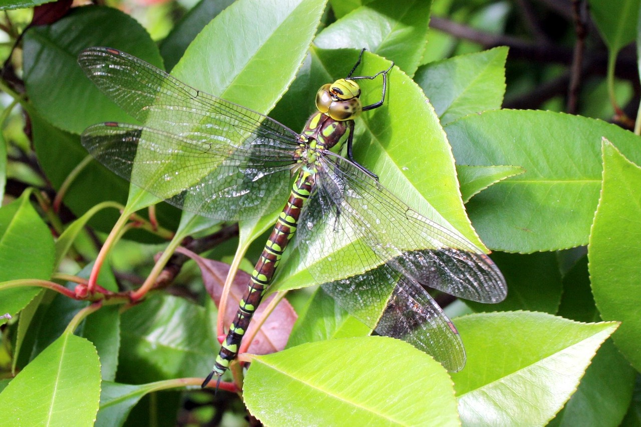 100+ Free Stick Insect & Insect Images - Pixabay