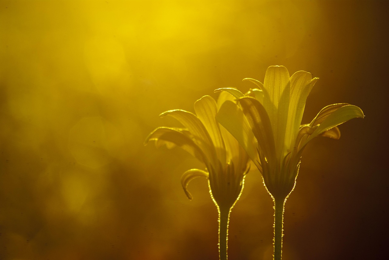 Flower Evening Mist Yellow Dusk - Free photo on Pixabay - Pixabay