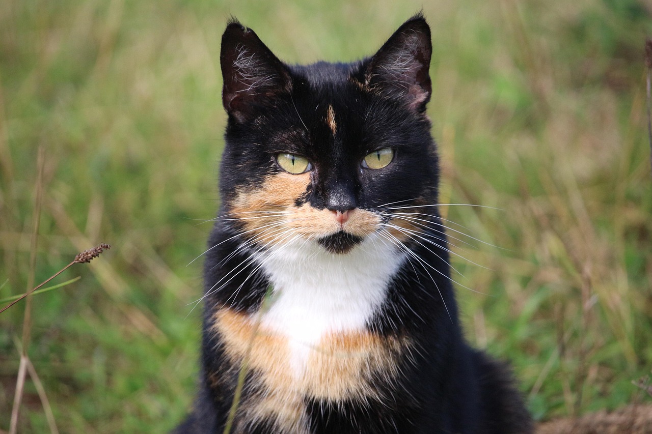 50,000+ Free Lucky Cat & Cat Images - Pixabay