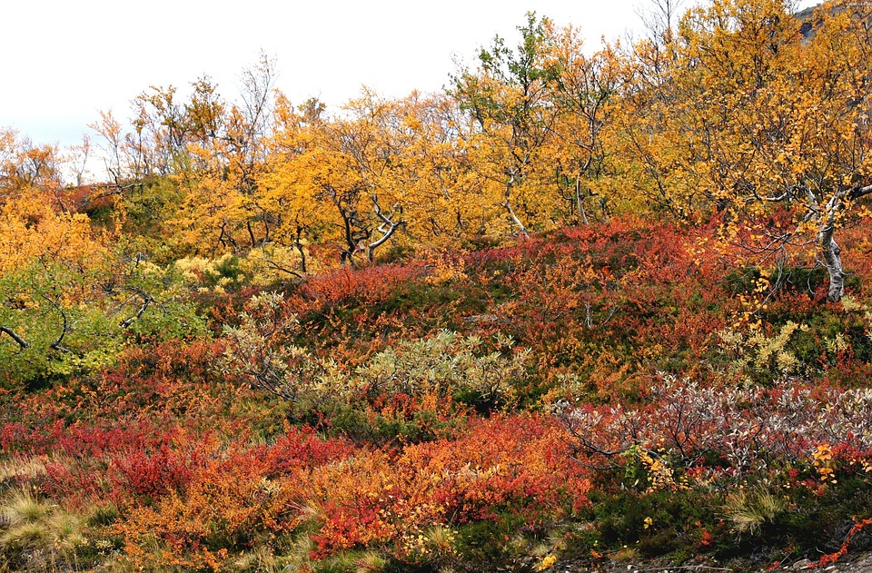 Autumn Beautifully Yellow Bushes - Free photo on Pixabay - Pixabay
