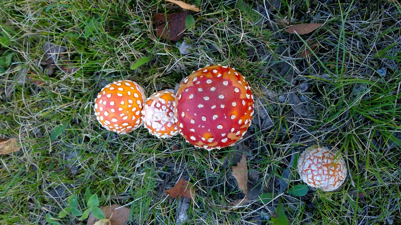 Mushroom Fly Agaric Nature - Free photo on Pixabay - Pixabay