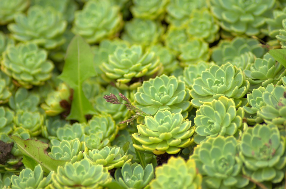 Sédum Vert Plante - Photo gratuite sur Pixabay - Pixabay