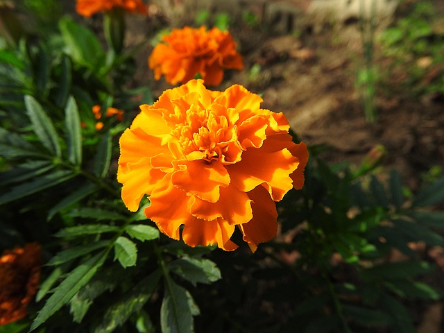 Flower Tagetes Patula Blossom - Free photo on Pixabay - Pixabay