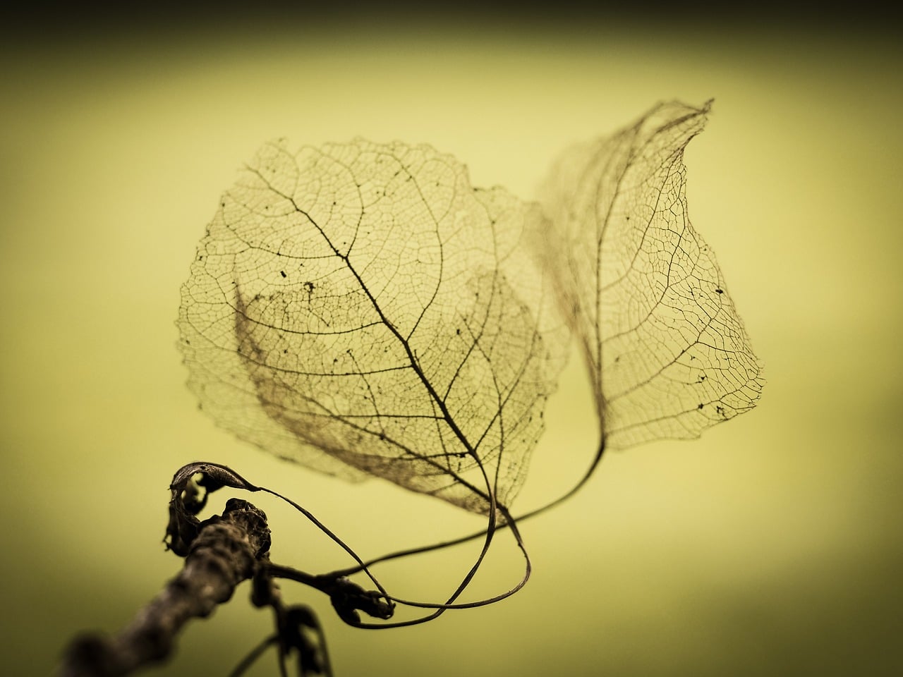 300,000+ Free Wilted Plant & Wilted Images - Pixabay