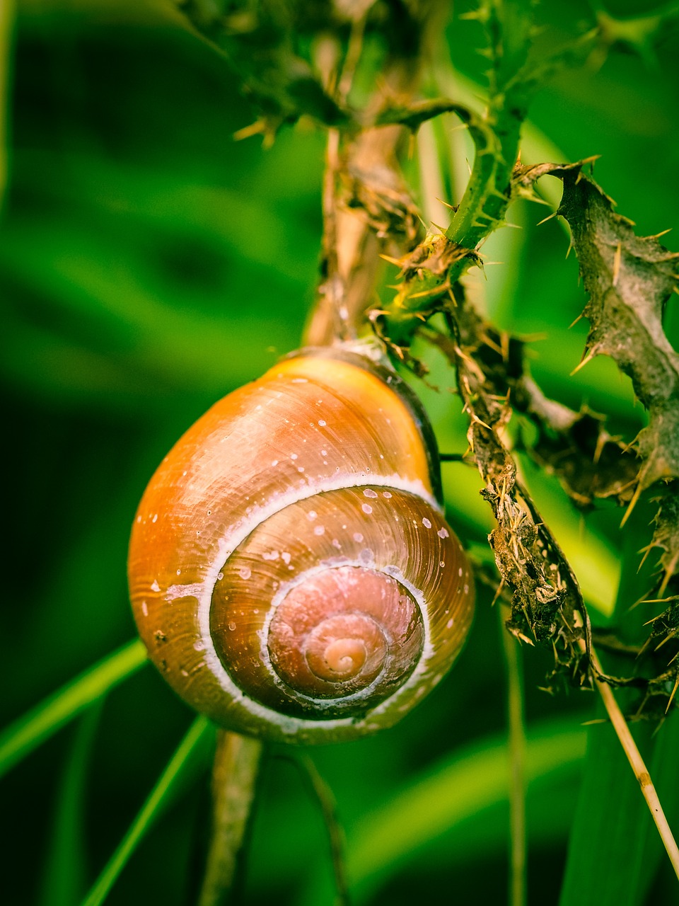 Siput Kerang Alam Hewan - Foto gratis di Pixabay - Pixabay