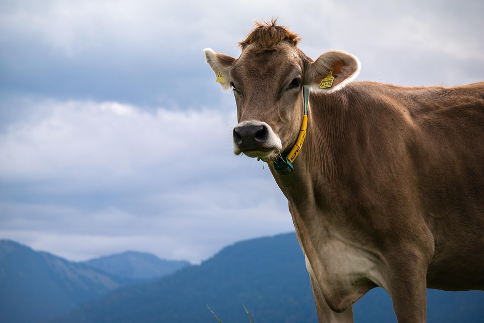 Vache Alpes Montagnes - Photo gratuite sur Pixabay - Pixabay